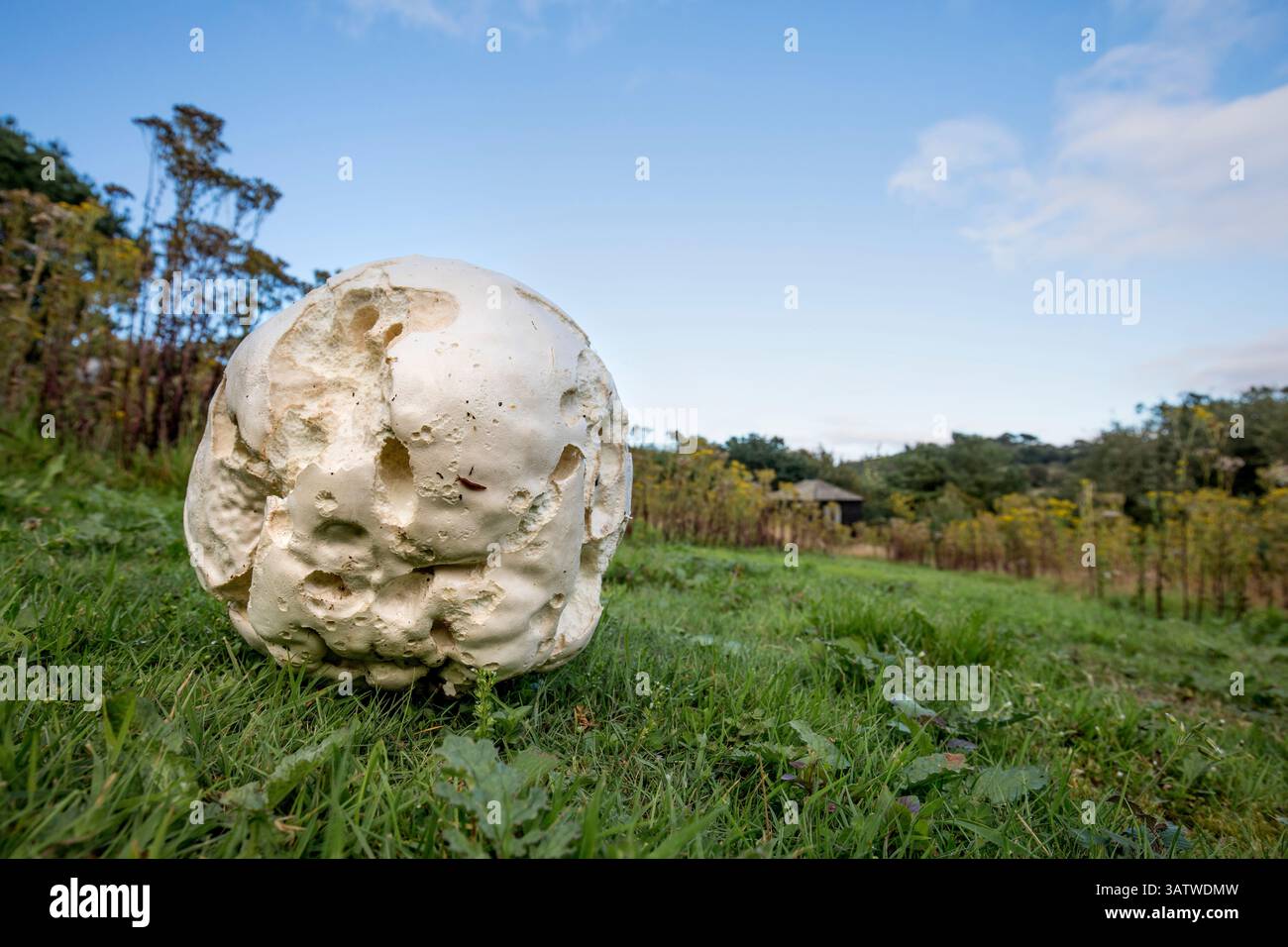 Giant Puffball; Calvatia gigantea; UK Stock Photo - Alamy