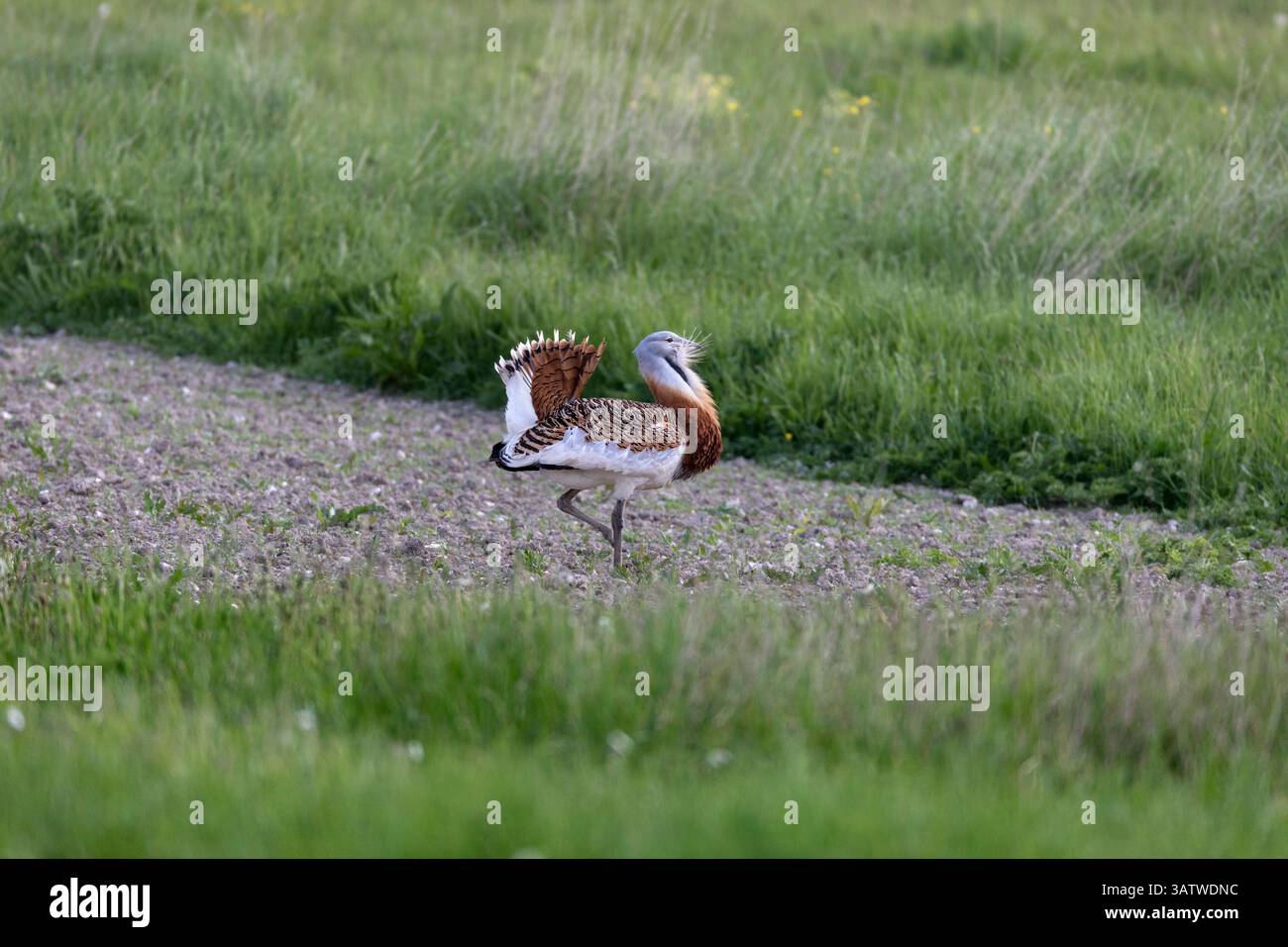 Great Bustard; Otis tarda; Male; UK Stock Photo - Alamy