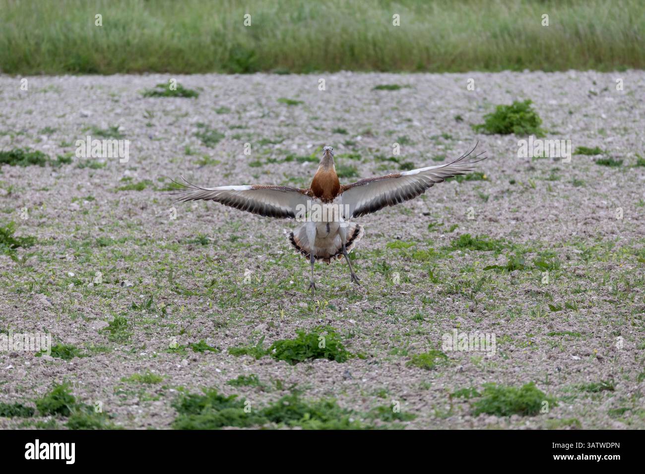 Bird wing span uk hi-res stock photography and images - Alamy