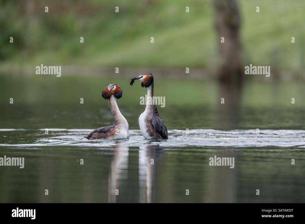 Great crested grebe courtship dance hi-res stock photography and images ...