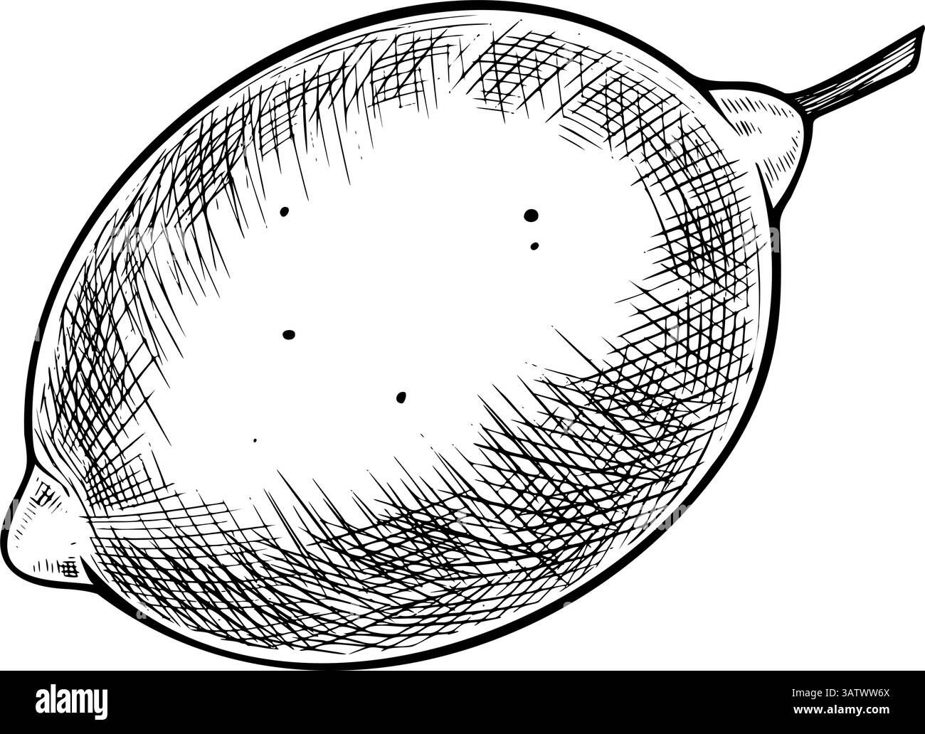 Engraved vector illustration of Lemon in vintage botanical style. Liner ...