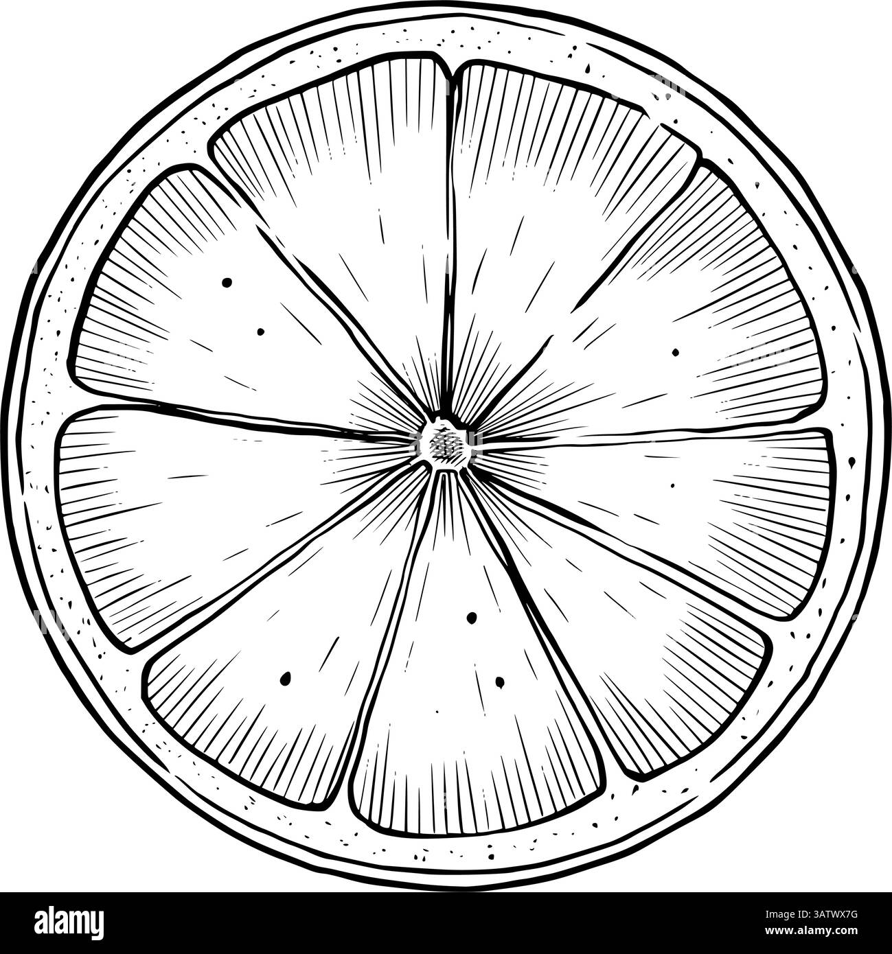 Black and white vector illustration of Lemon circular slice in ...