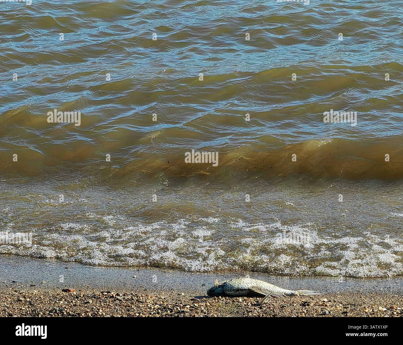 Silent Shore. Dead fish by the lake Stock Photo - Alamy