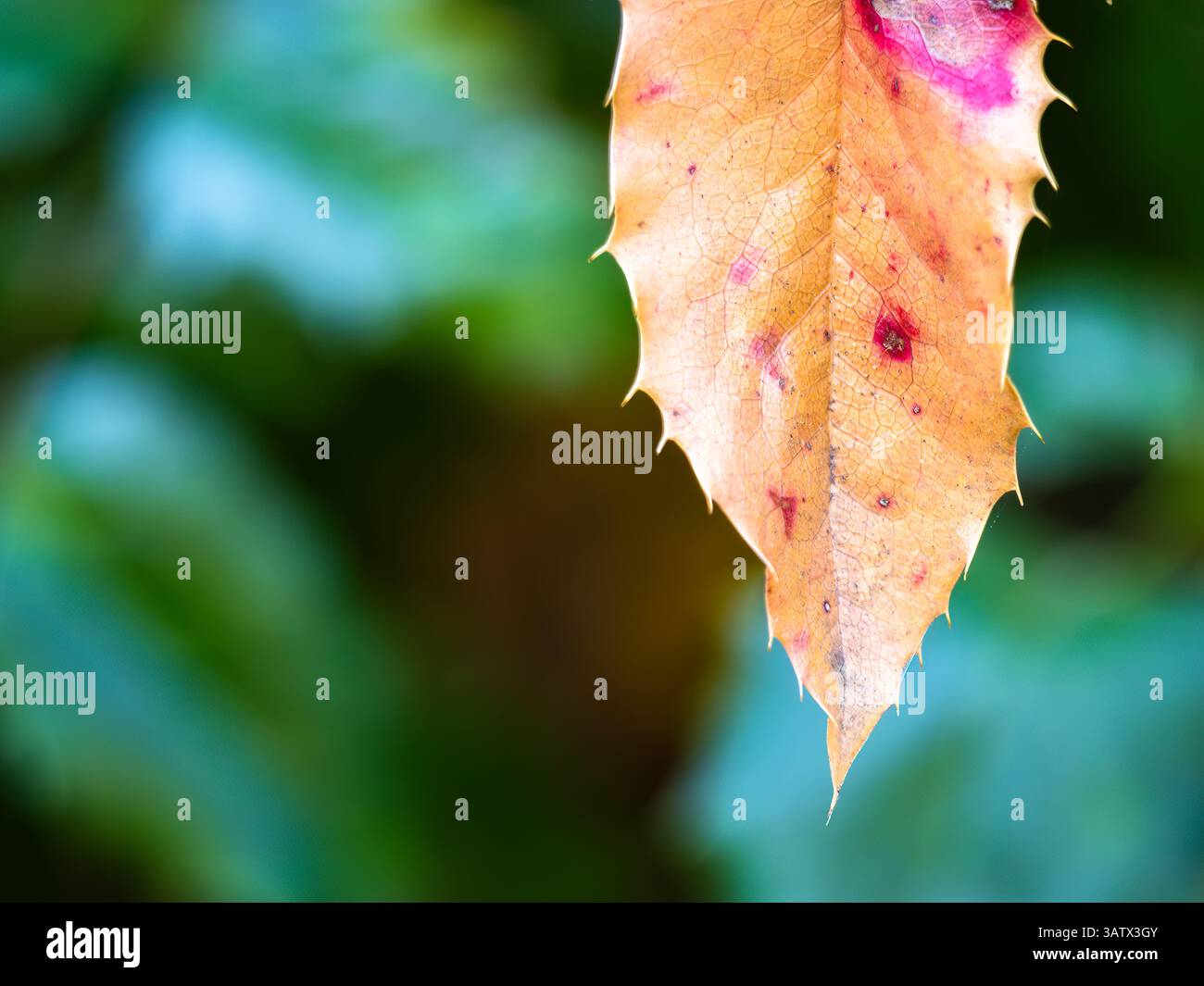 Close-up of a single autumn leaf with jagged edges and red spots, set ...