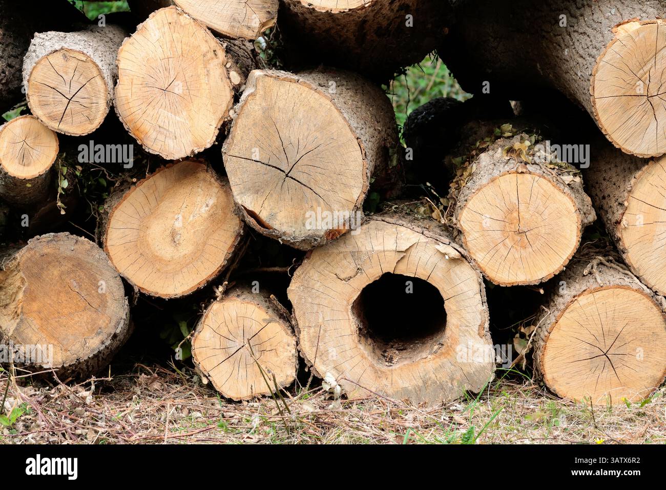 Cut and trimmed ash tree trunks hi-res stock photography and images - Alamy