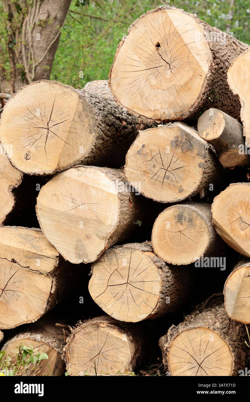 Ash tree die back in woodland by road hi-res stock photography and ...