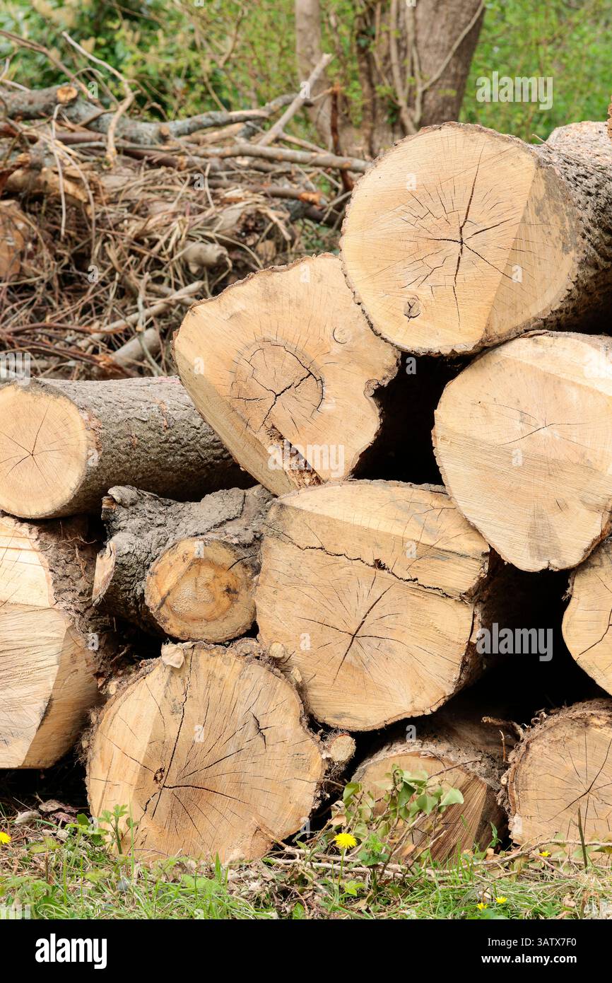 Tree trunks cut down trimmed and stacked from local diminishing ...