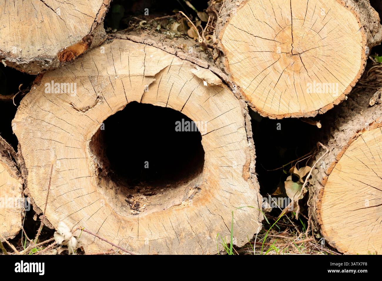Tree trunks cut down trimmed and stacked from local diminishing ...