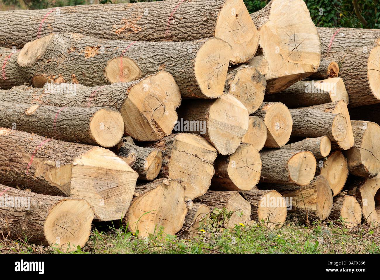 Tree trunks cut down trimmed and stacked from local diminishing ...