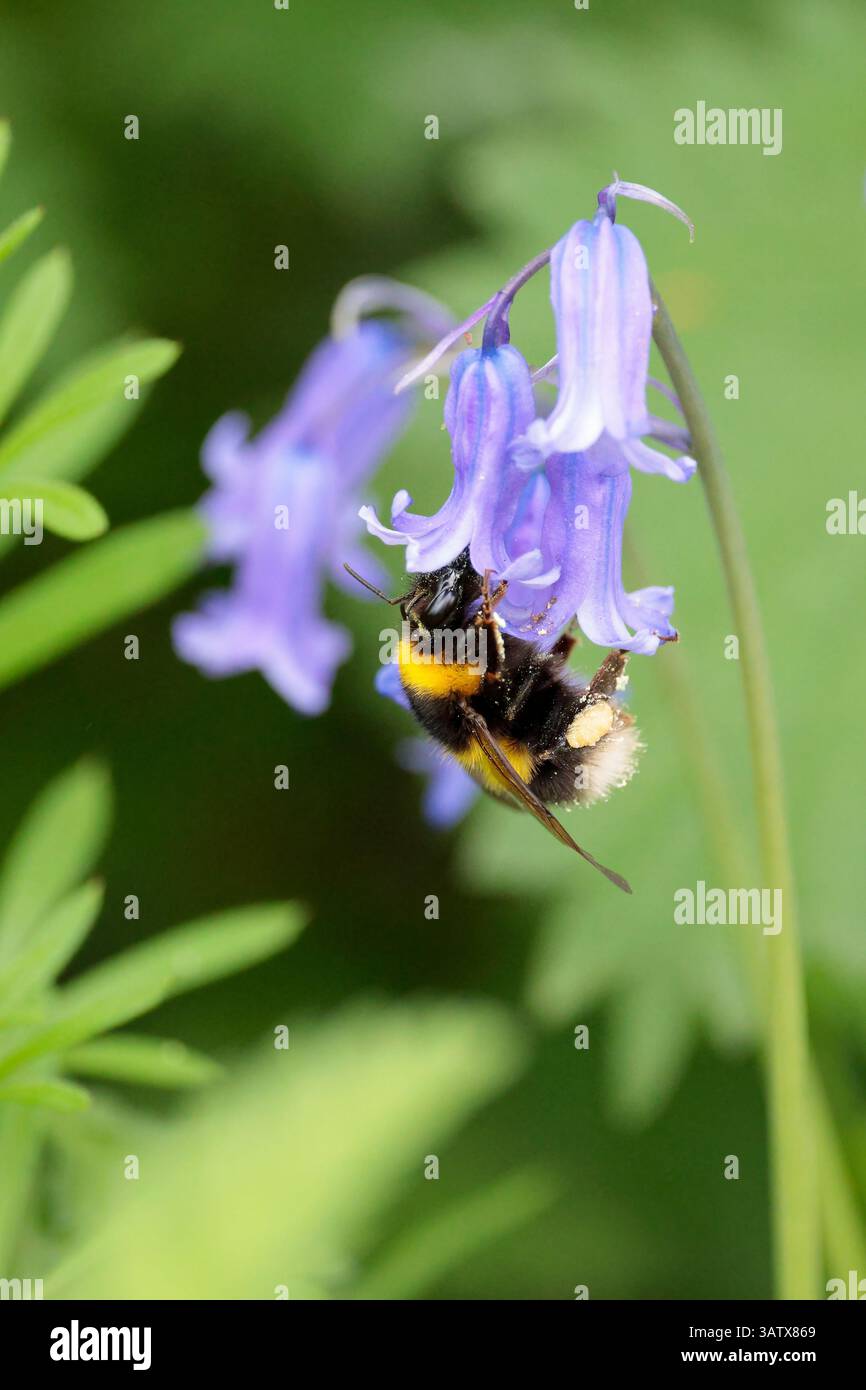 Buff tailed bumble bee on blue bell flower hi-res stock photography and ...