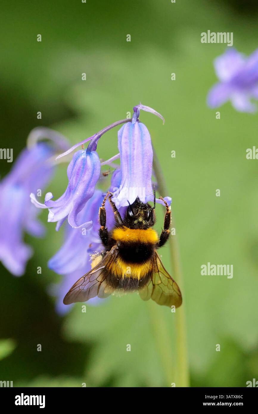Black body with yellow bands and buff tail hi-res stock photography and ...