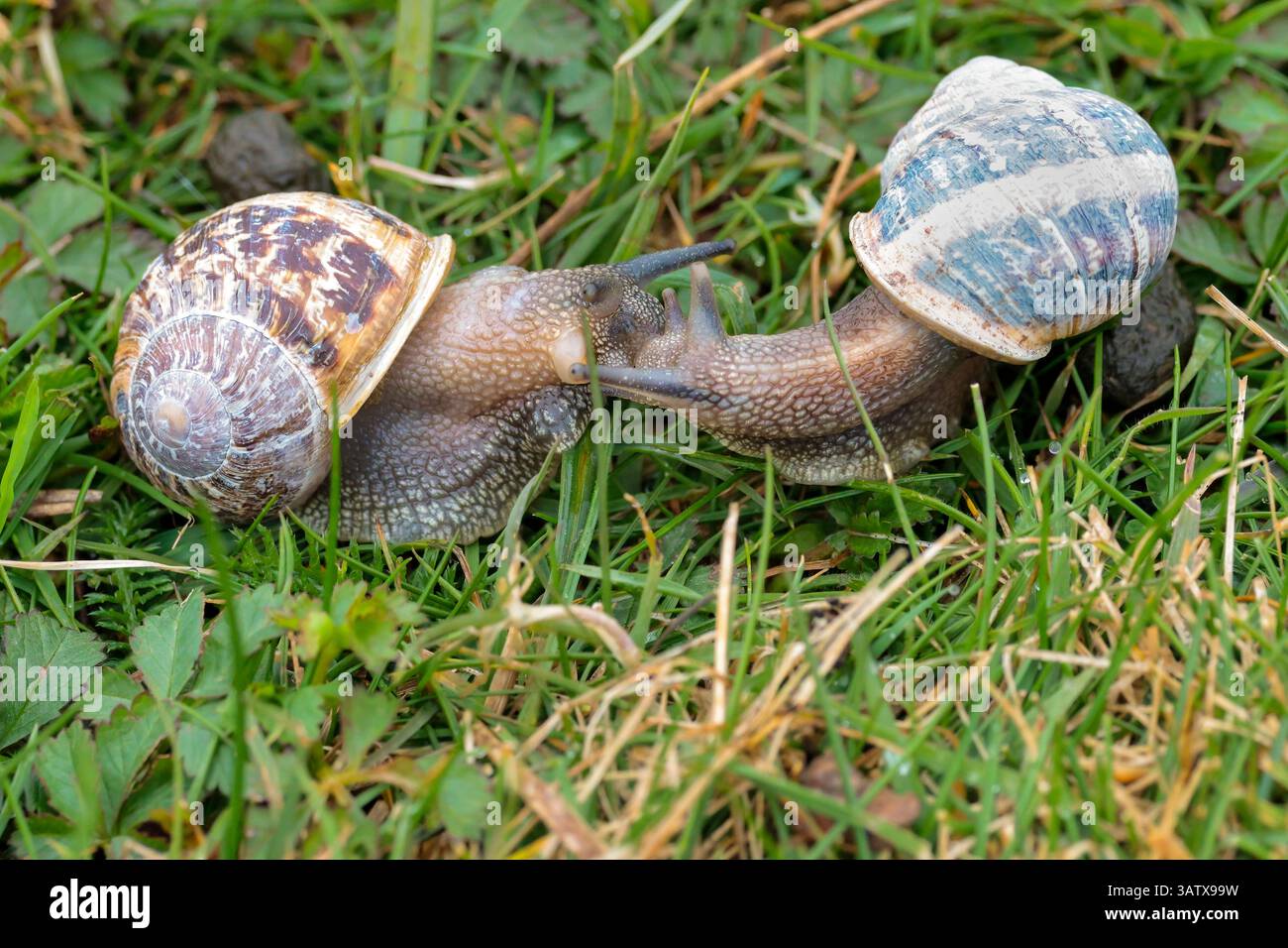 Snails courting helix aspersa, garden snails on coastal cliff meadow ...