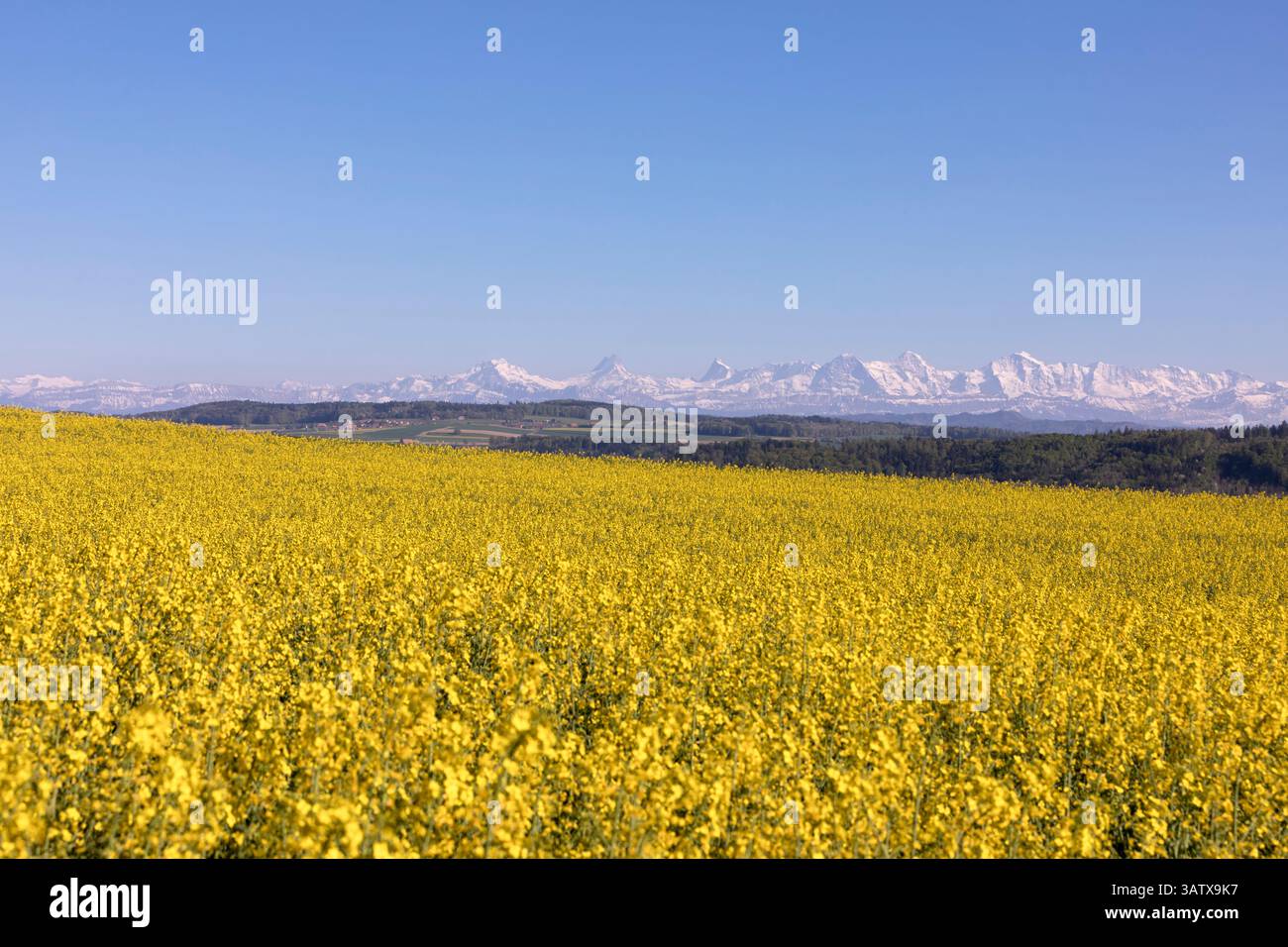 A large field of rapeseed (Brassica napus) in bloom under a deep blue ...