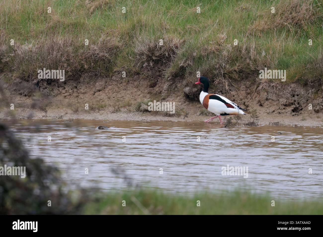 Shelduck Tadorna x2, big colourful dark green head and neck chestnut ...