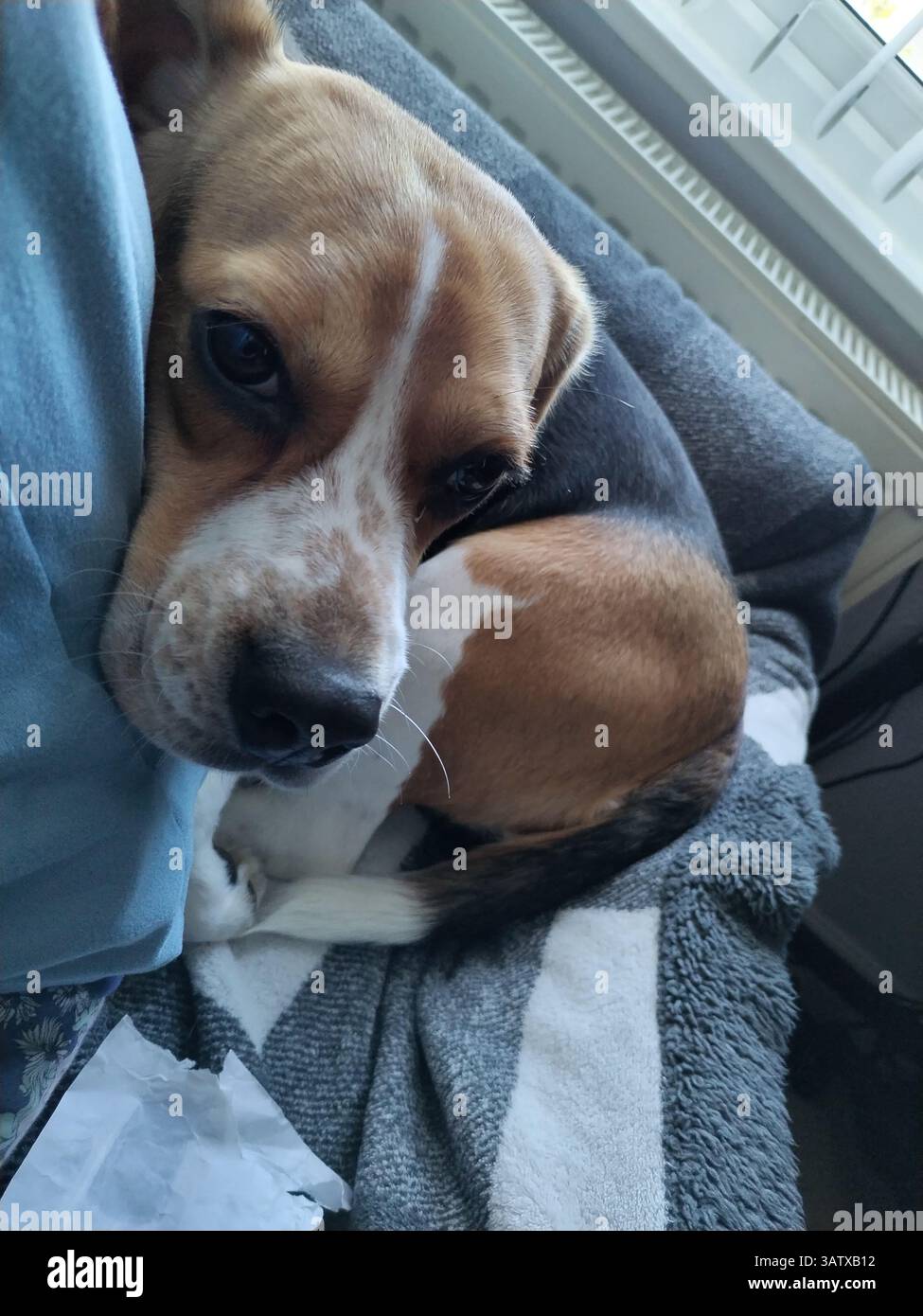 Dog Resting on Owner Stock Photo - Alamy