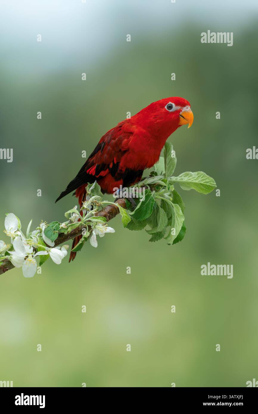 Eos squamata obiensis hi-res stock photography and images - Alamy