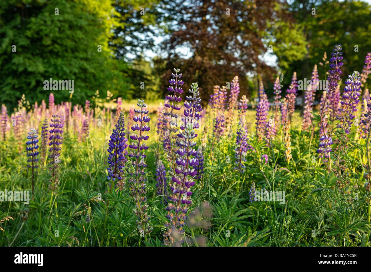 Purple lupines grow on a summer meadow Stock Photo - Alamy