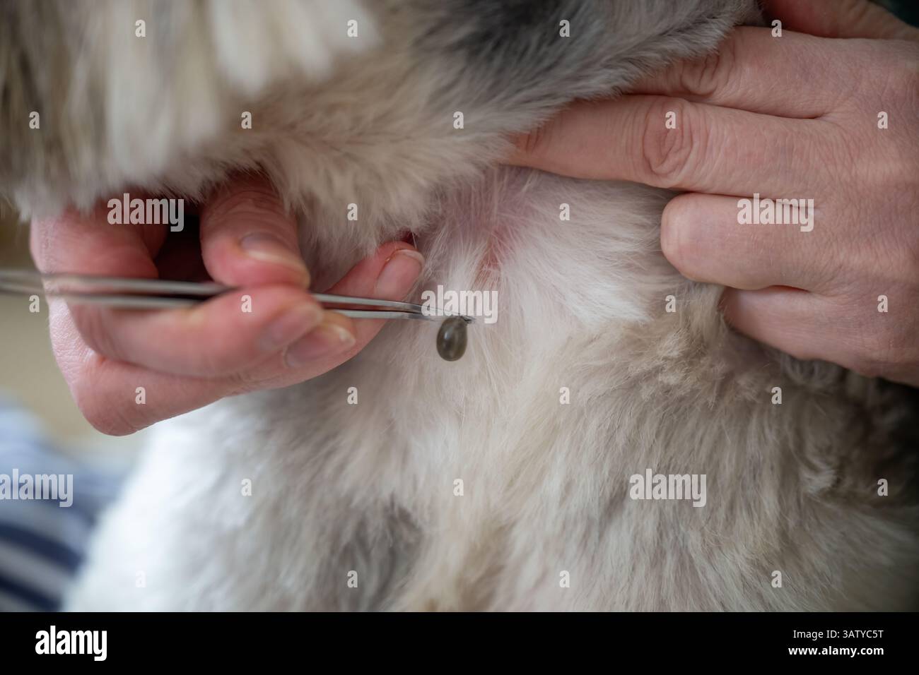 tweezers removing blood-soaked tick from dog fur, dangerous parasites ...
