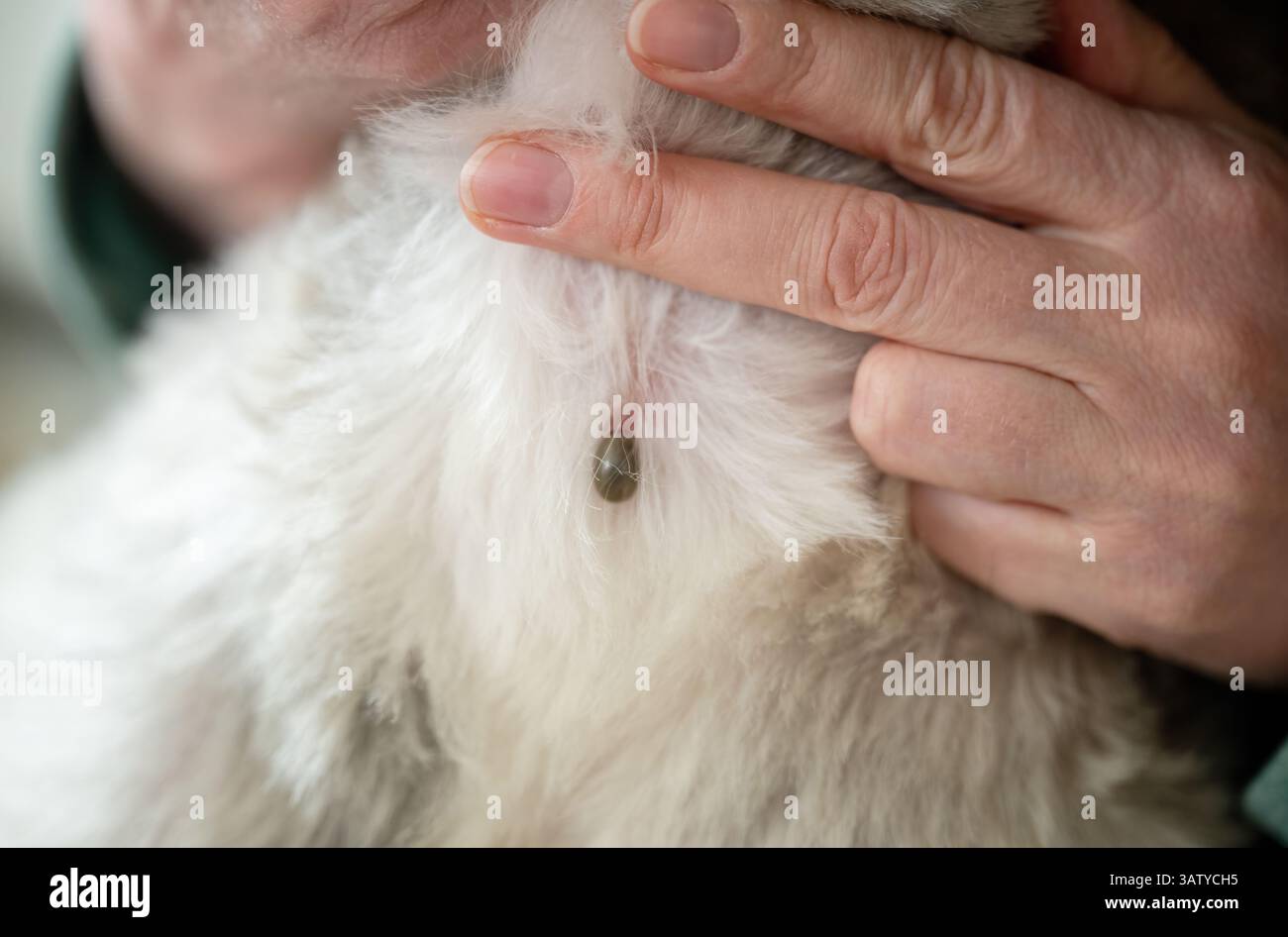 tweezers removing blood-soaked tick from dog fur, dangerous parasites ...