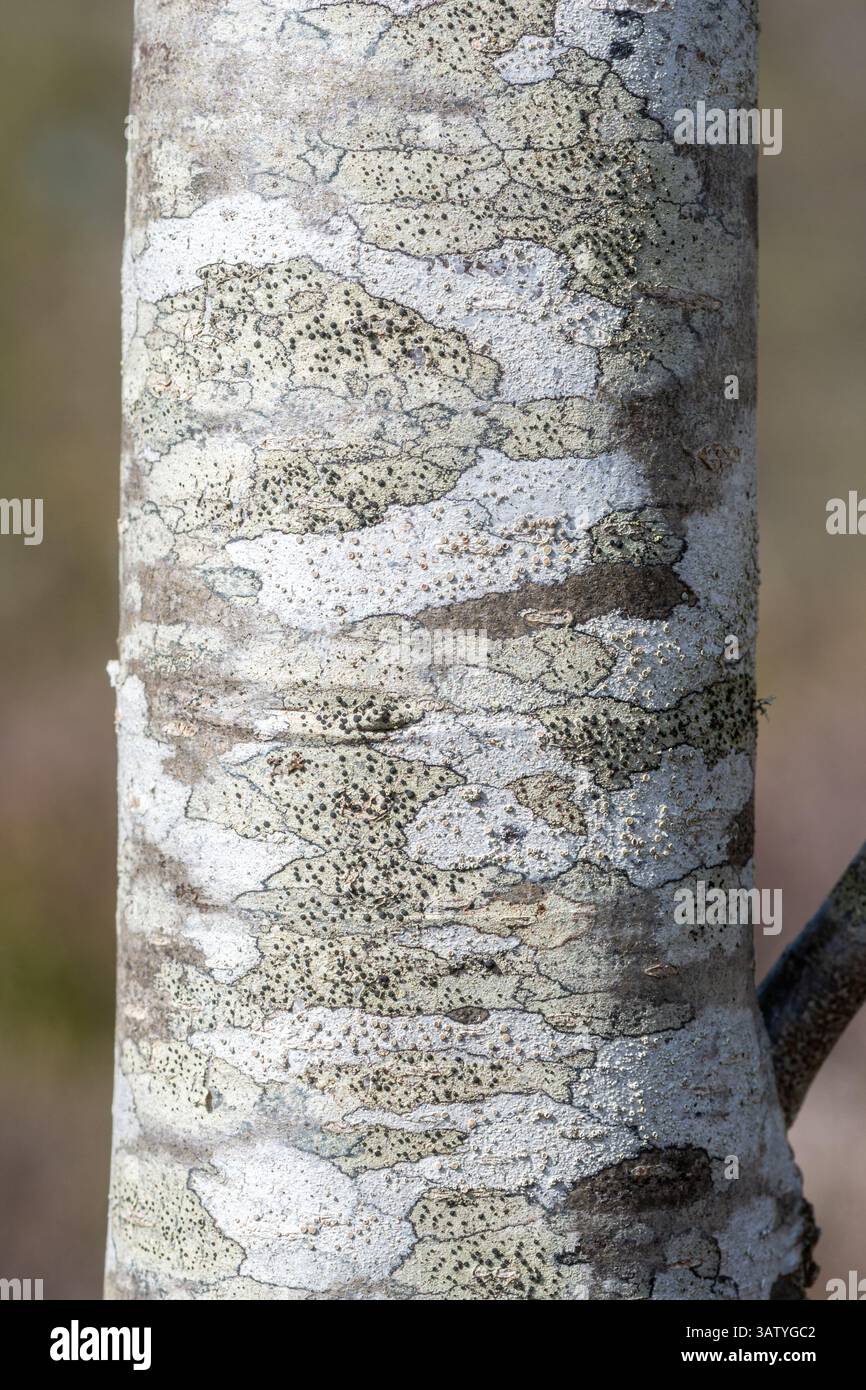 Patterns of lichens on a rowan tree trunk, England, UK Stock Photo - Alamy