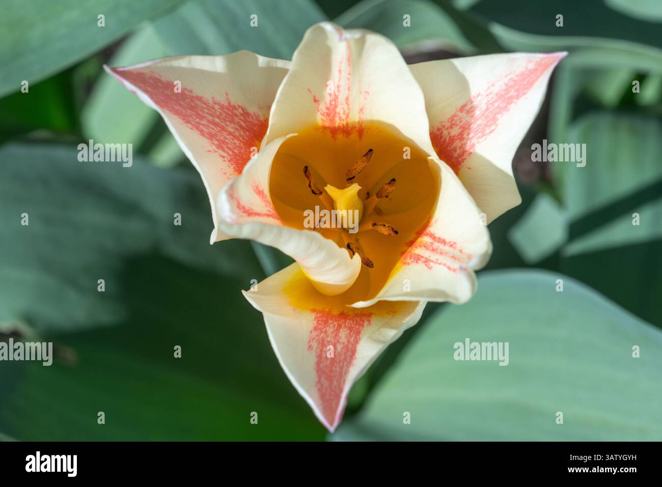 Pale yellow flowers hi-res stock photography and images - Alamy