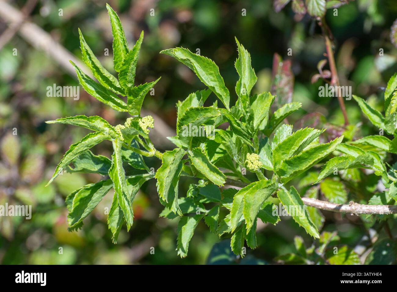 Young leaves on elder tree (Sambucus nigra) in spring, England, UK ...