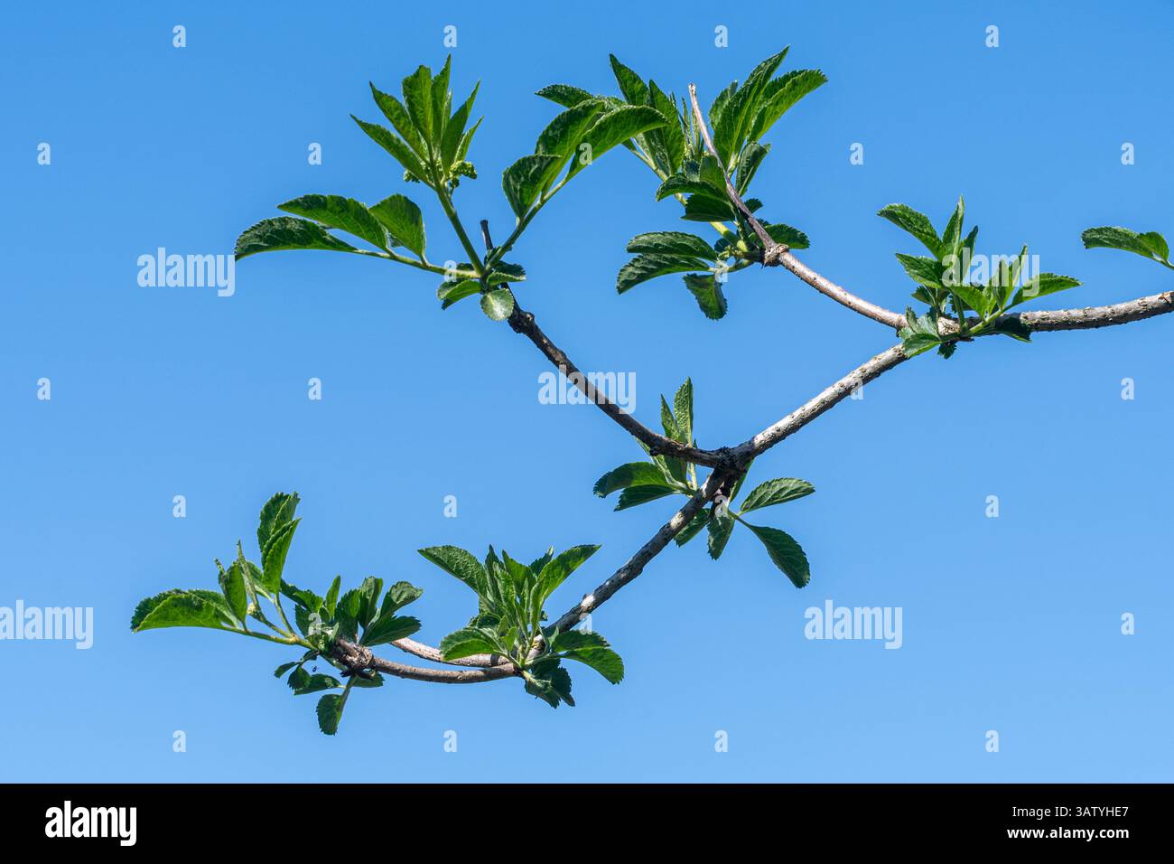Young leaves on elder tree (Sambucus nigra) in spring, England, UK ...