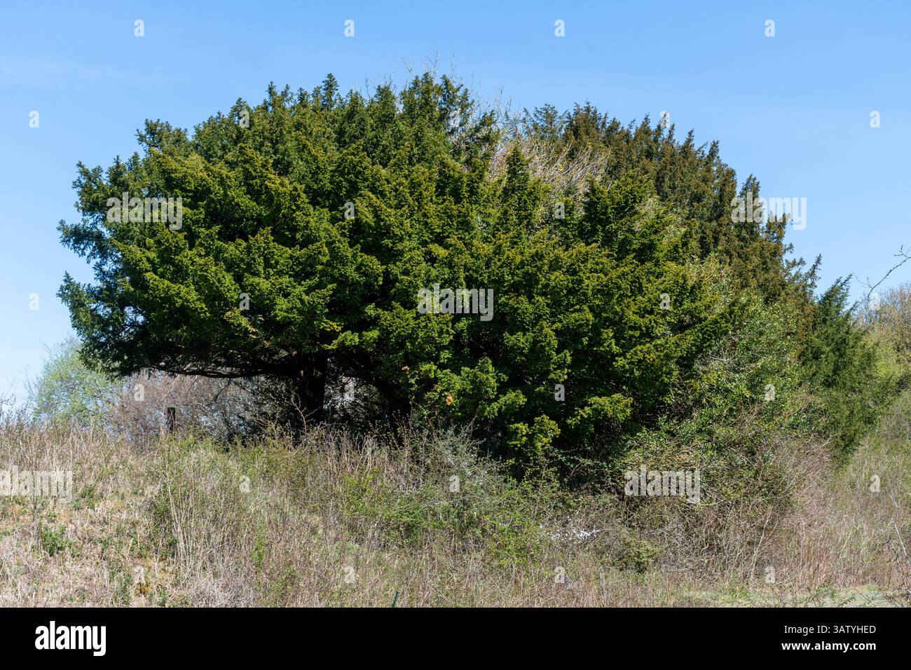 English yew tree (Taxus baccata), England, UK Stock Photo - Alamy