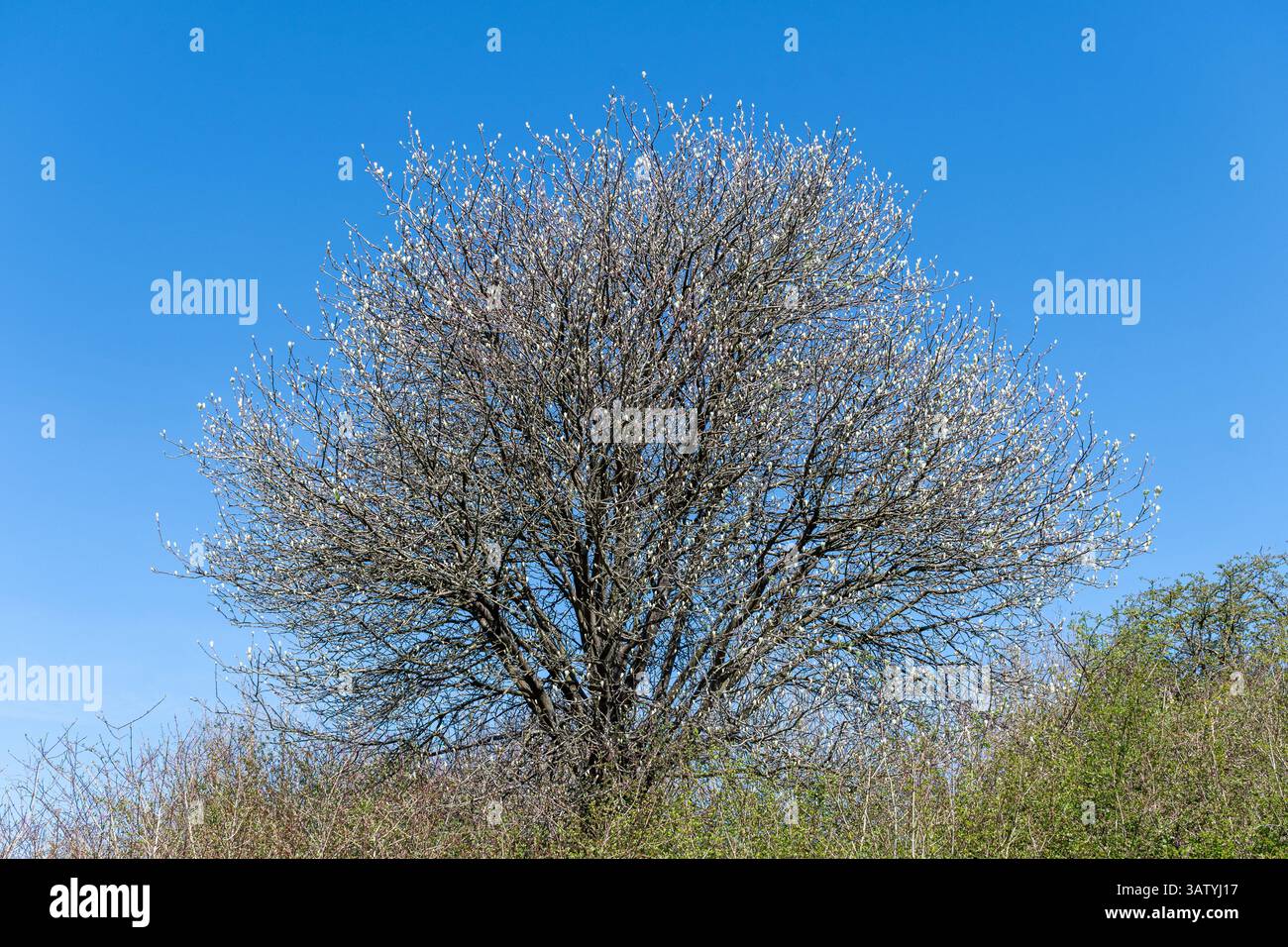 Whitebeam tree (Sorbus aria) in spring with pale leaf buds, England, UK ...
