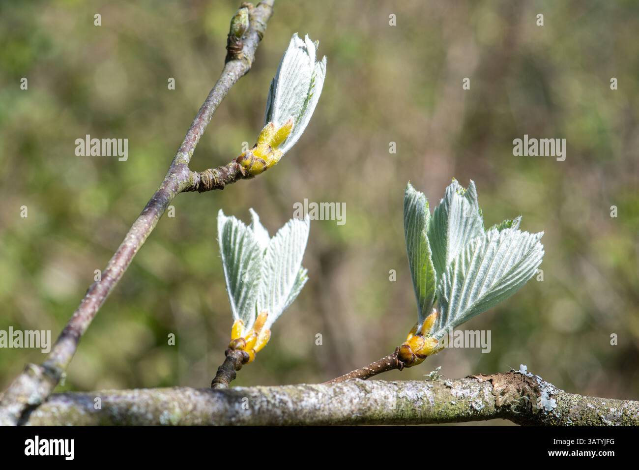 Whitebeam tree (Sorbus aria), leaf buds just opening in April or spring ...