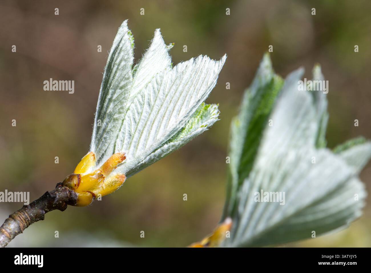 Whitebeam tree (Sorbus aria), leaf buds just opening in April or spring ...