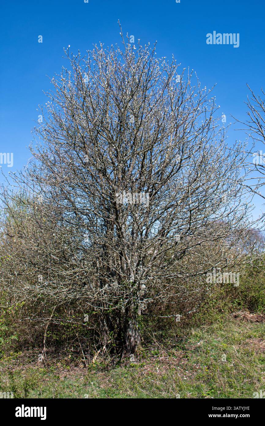 Whitebeam tree (Sorbus aria) in spring with pale leaf buds, England, UK ...