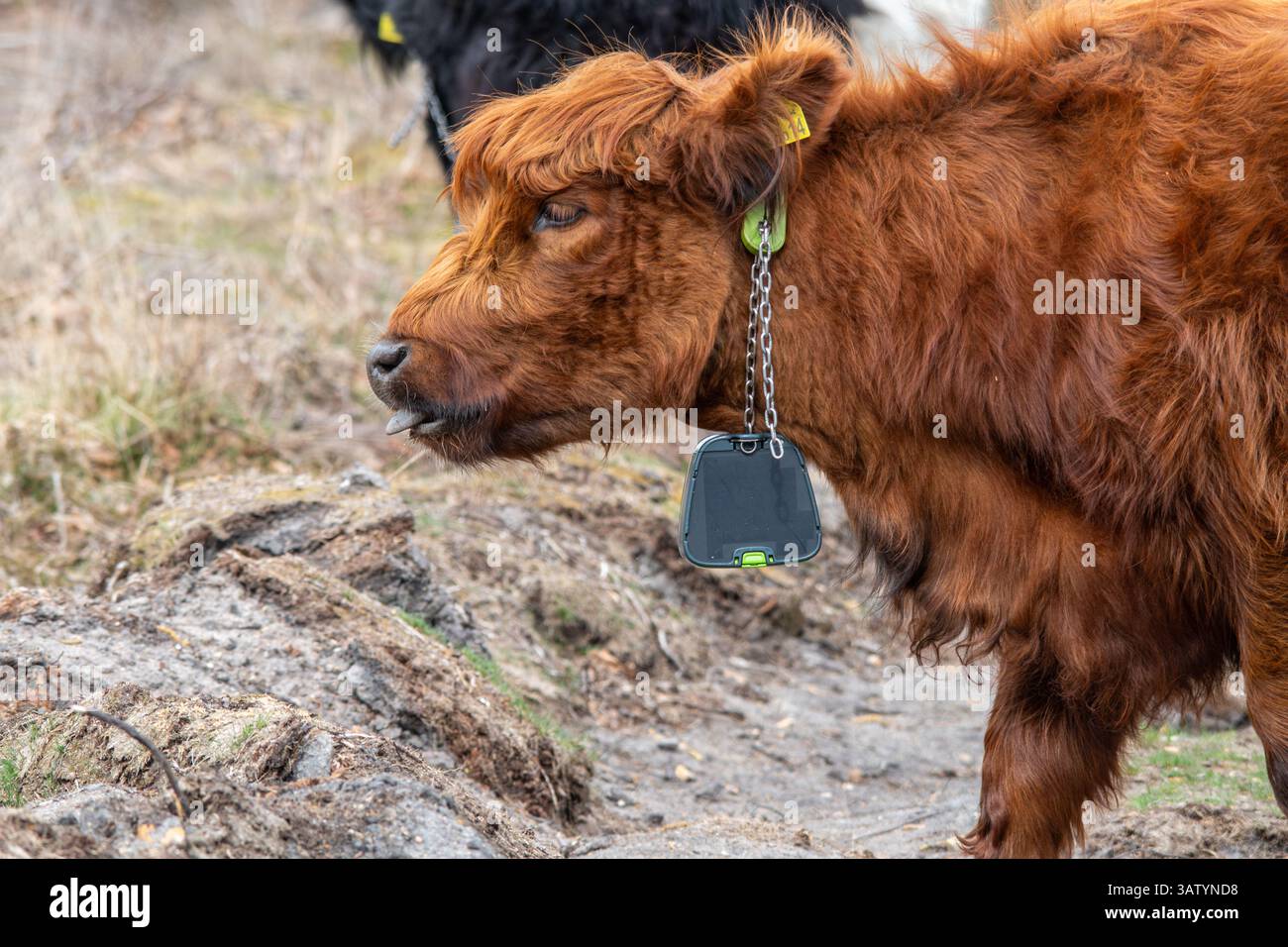 Cattle cow cows wearing smart GPS tracking collars, livestock tracker ...