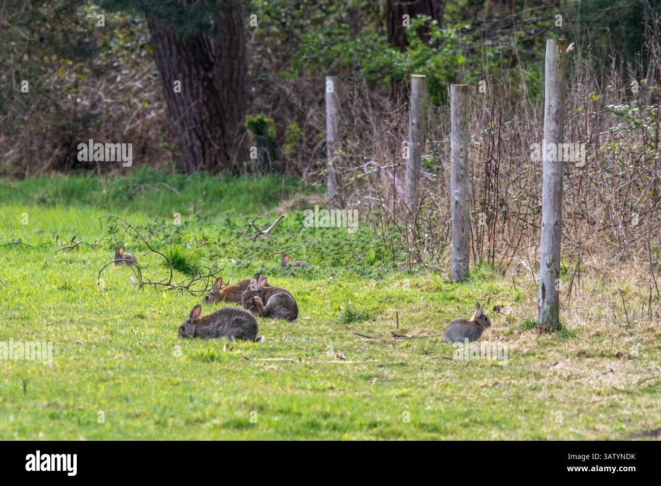 Group of rabbits (Oryctolagus cuniculus) grazing grass at the edge of a ...