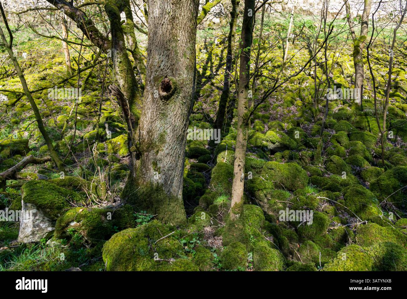 Moss covered rocks and trees in Deep Dale nature reserve near Buxton in ...