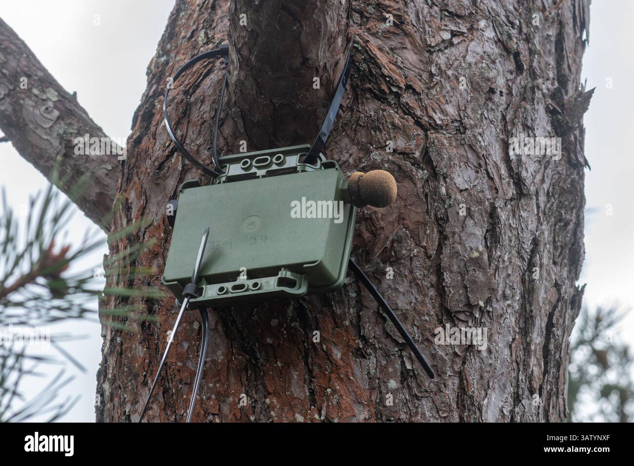 Nightjars uk hi-res stock photography and images - Alamy