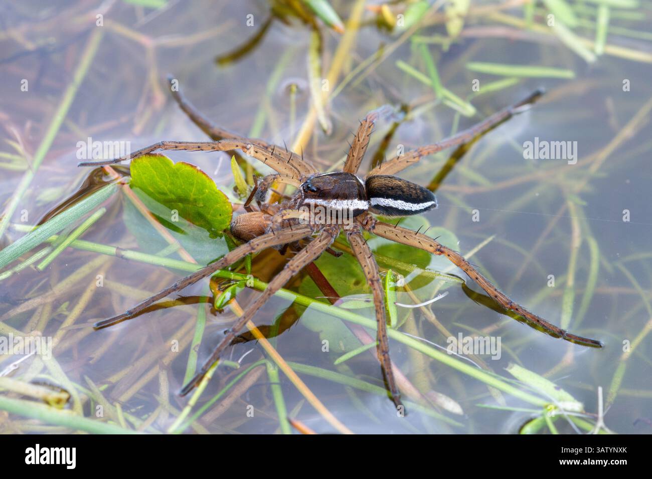 Raft spider (Dolomedes fimbriatus), semi-aquatic spider species on a ...