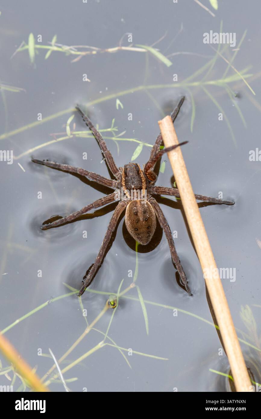 Raft spider (Dolomedes fimbriatus), semi-aquatic spider species on a ...