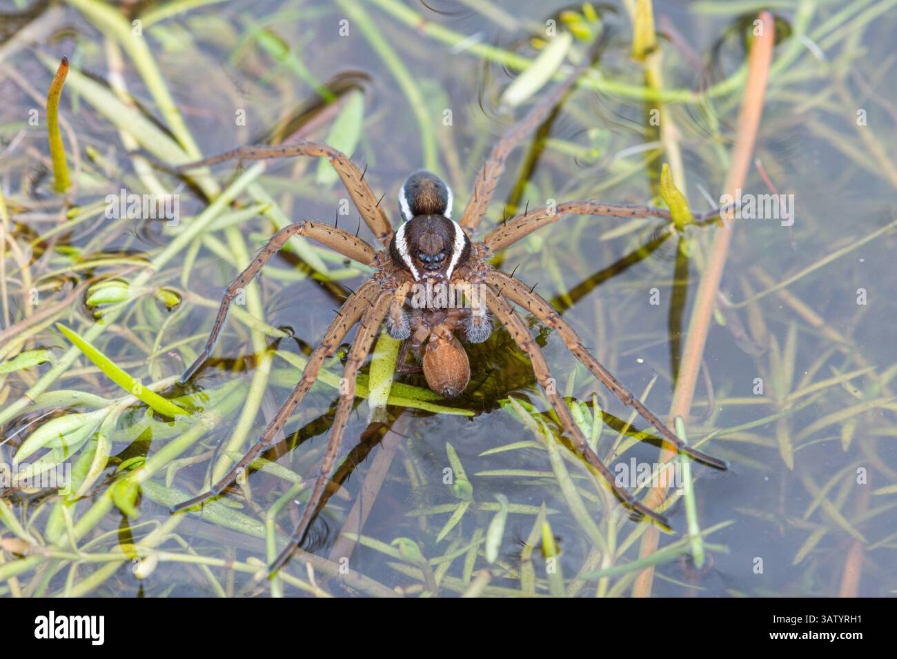 Raft spider (Dolomedes fimbriatus), semi-aquatic spider species on a ...