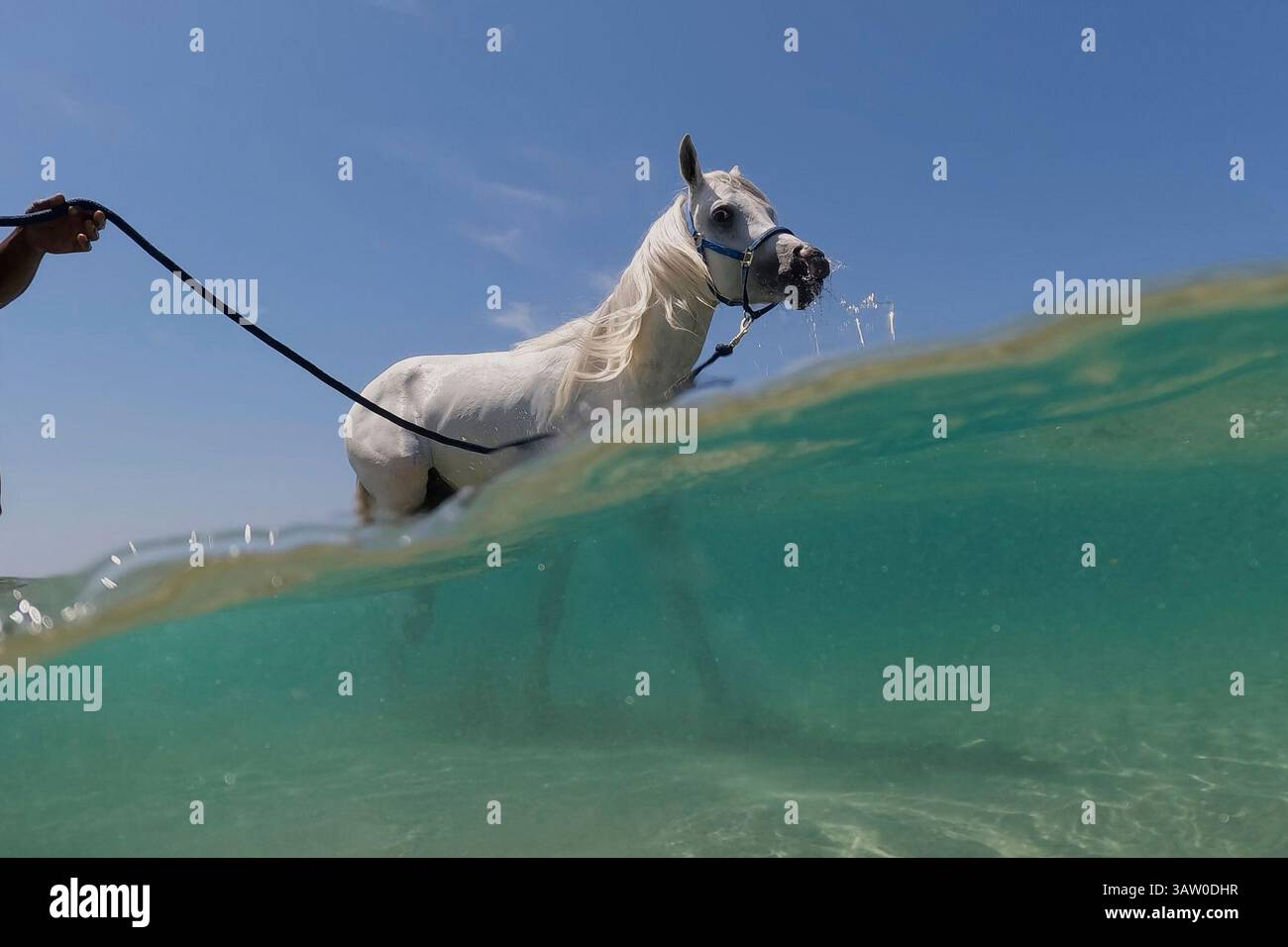 A man leads his horse into the Mediterranean Sea near Hadera, Israel ...