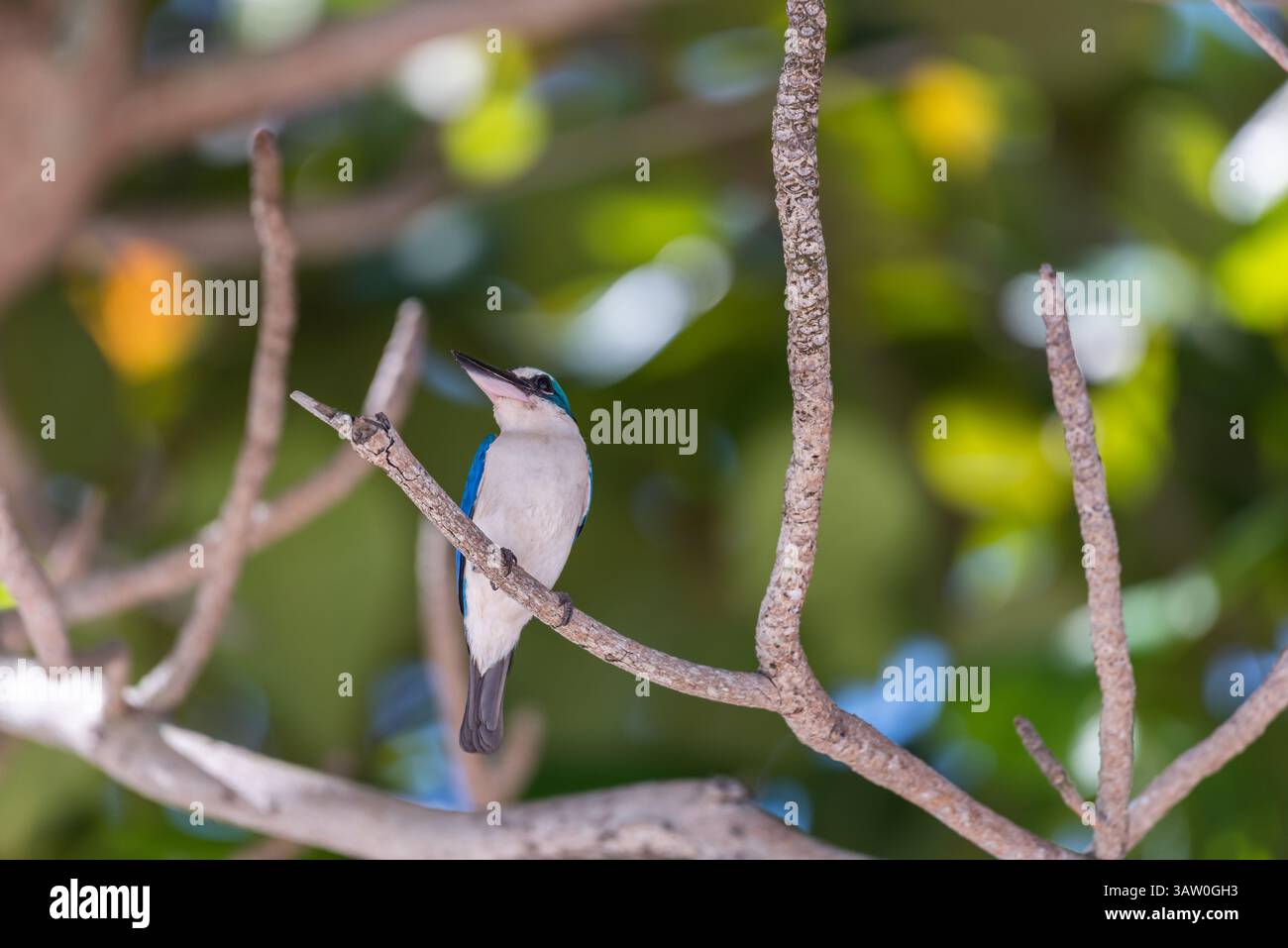 Bird (Collared kingfisher, White-collared kingfisher) blue color and ...