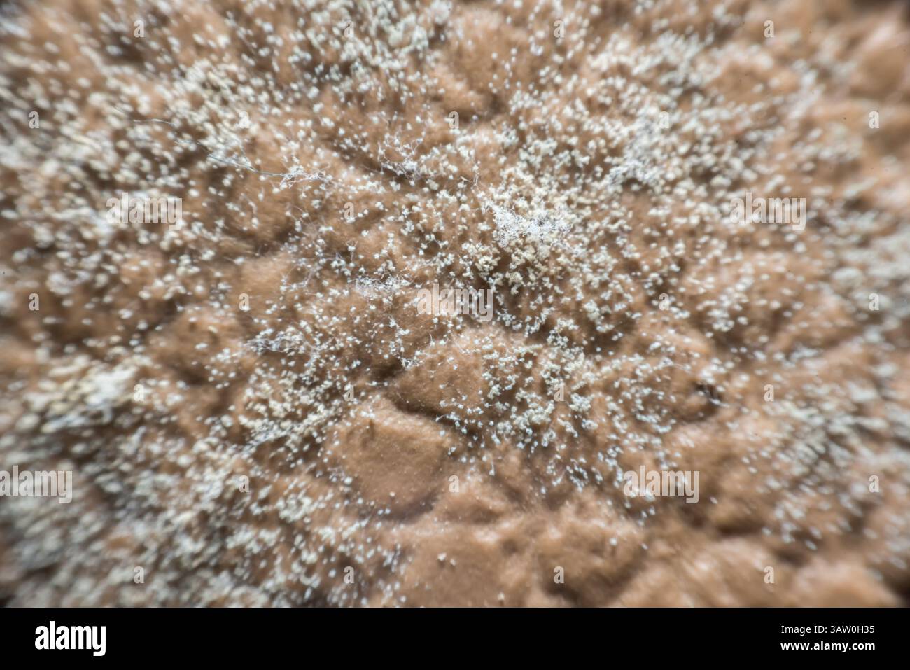 Lab grown skin hi-res stock photography and images - Alamy