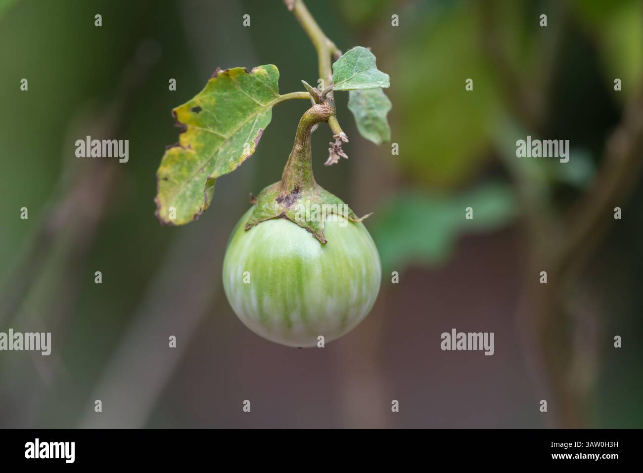 Thai Eggplant (Green Brinjal, Kantakari) is name for vegetable several ...