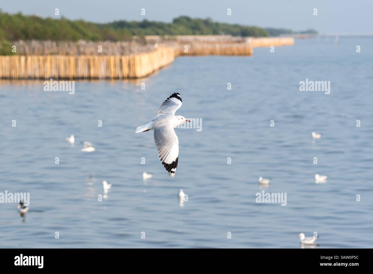 Bird (Seagulls, Laridae, Chroicocephalus brunnicephalus) white and gray ...