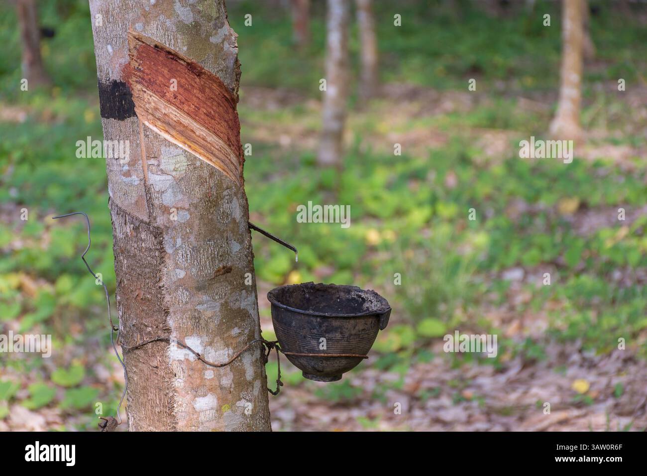 Natural latex dripping from a rubber tree at a rubber tree plantation ...