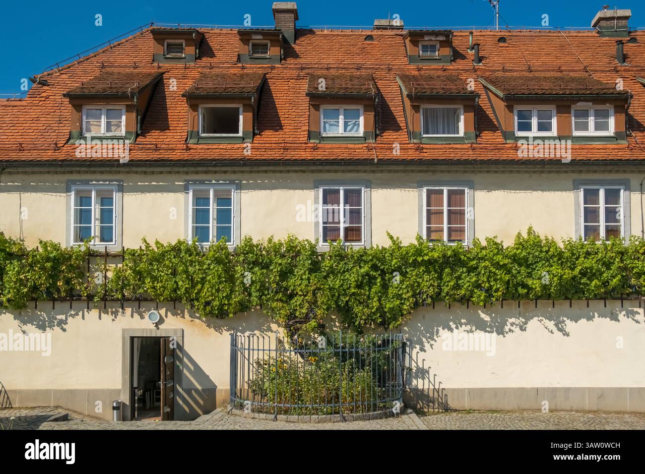The old vine in Maribor is believed to be the world's oldest grapevine ...