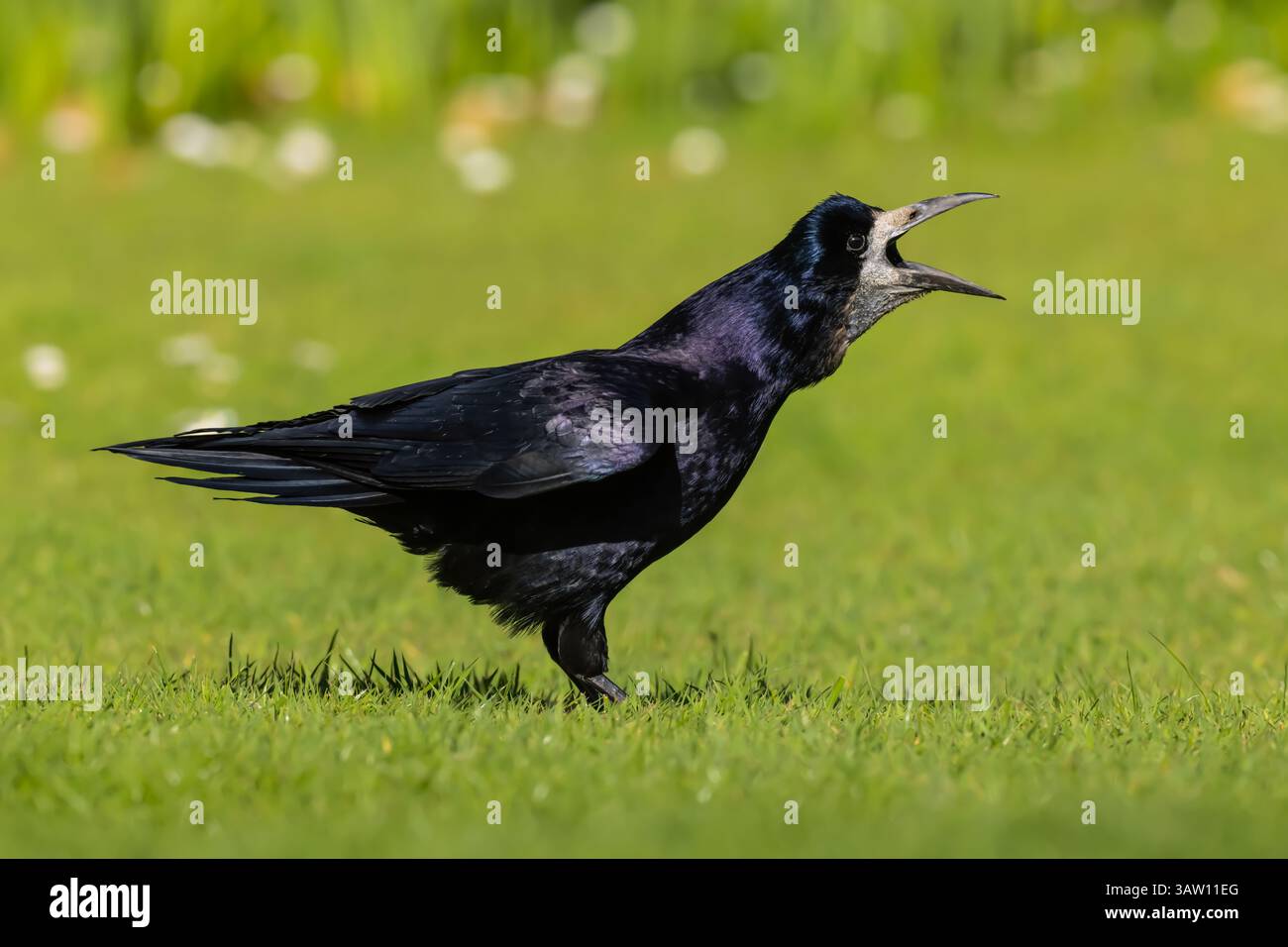 Cawing call hi-res stock photography and images - Alamy