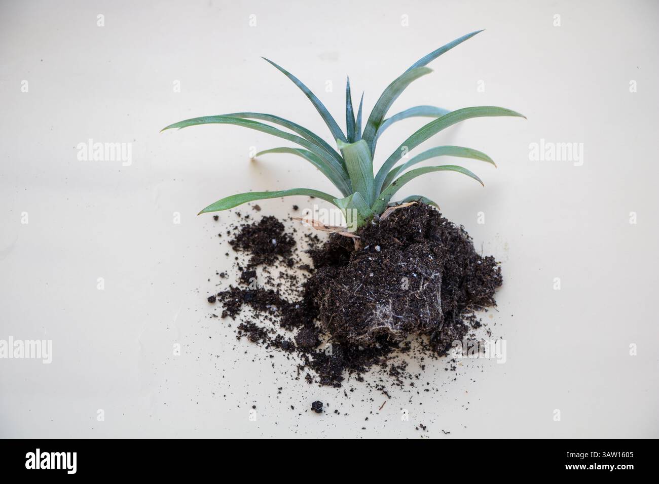 Overhead photo of the top view of a pineapple plant with soil in its ...