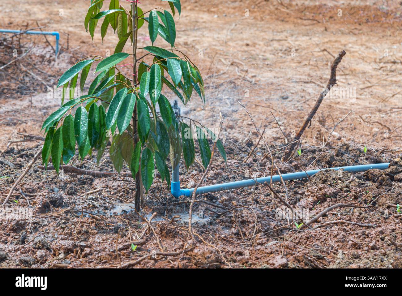 Watering by sprinkler on Durian seedling or sapling durian is a king of ...