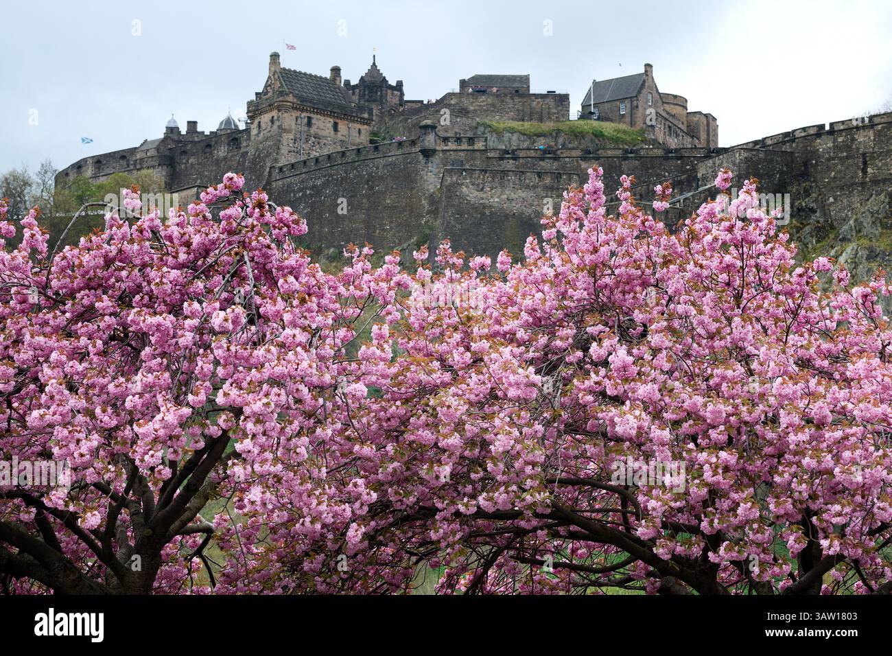 Edinburgh Scotland, UK 19 April 2025. WEATHER: UK Cherry blossom trees ...